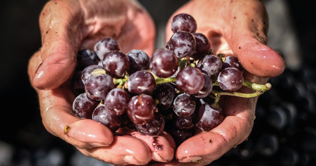Armamar recebe fórum da Associação de Municípios Produtores de Vinho