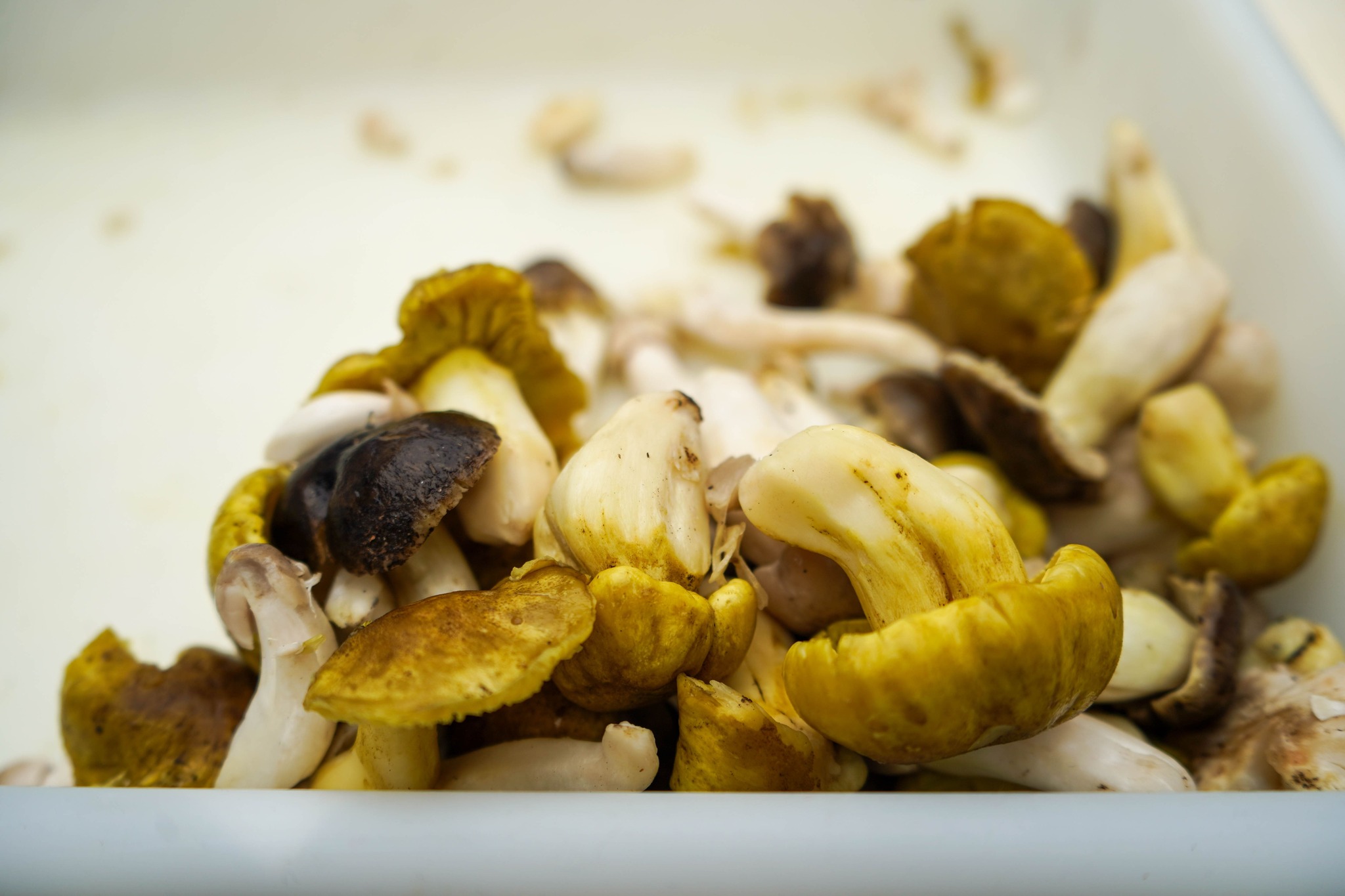 Feira do Míscaro regressa a Sátão em novembro - Jornal do Centro